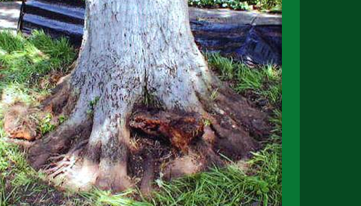 Root Collar Excavation - Tree Care Services - Arbrocorp