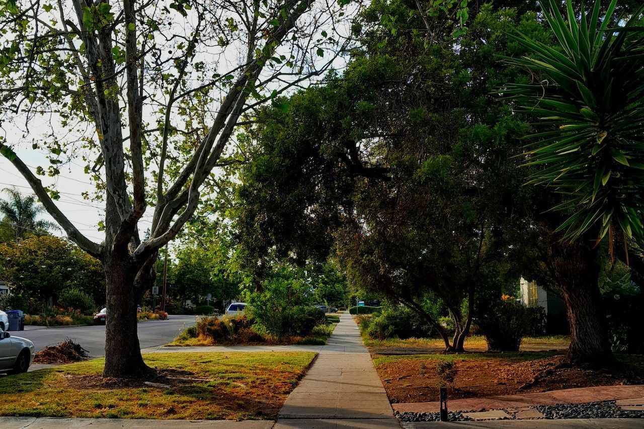 Nurturing North East Victoria's Urban Trees with Just Trees Australia