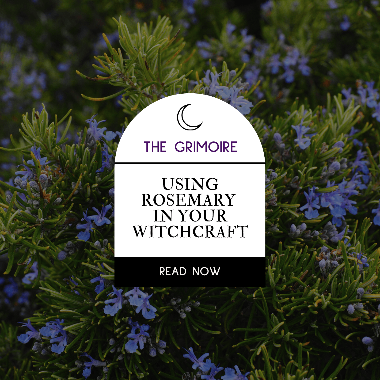 Using Rosemary in your Witchcraft Practice