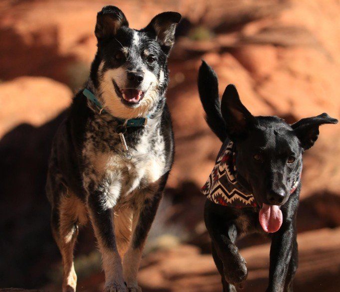 Alpha Dogs, Dominance and Social Status