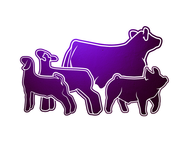 Livestock Show Animals New Mexico State Fair Junior Livestock Show