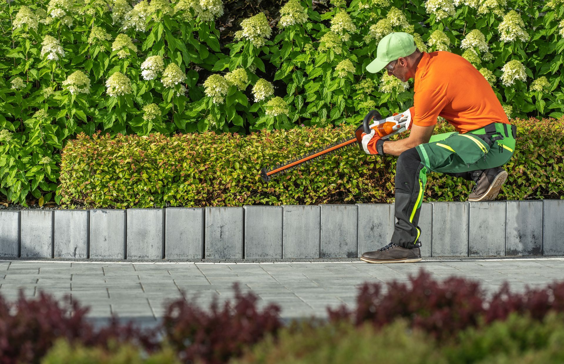 Hedge Trimming Tips to Maintain Shape and Promote Growth