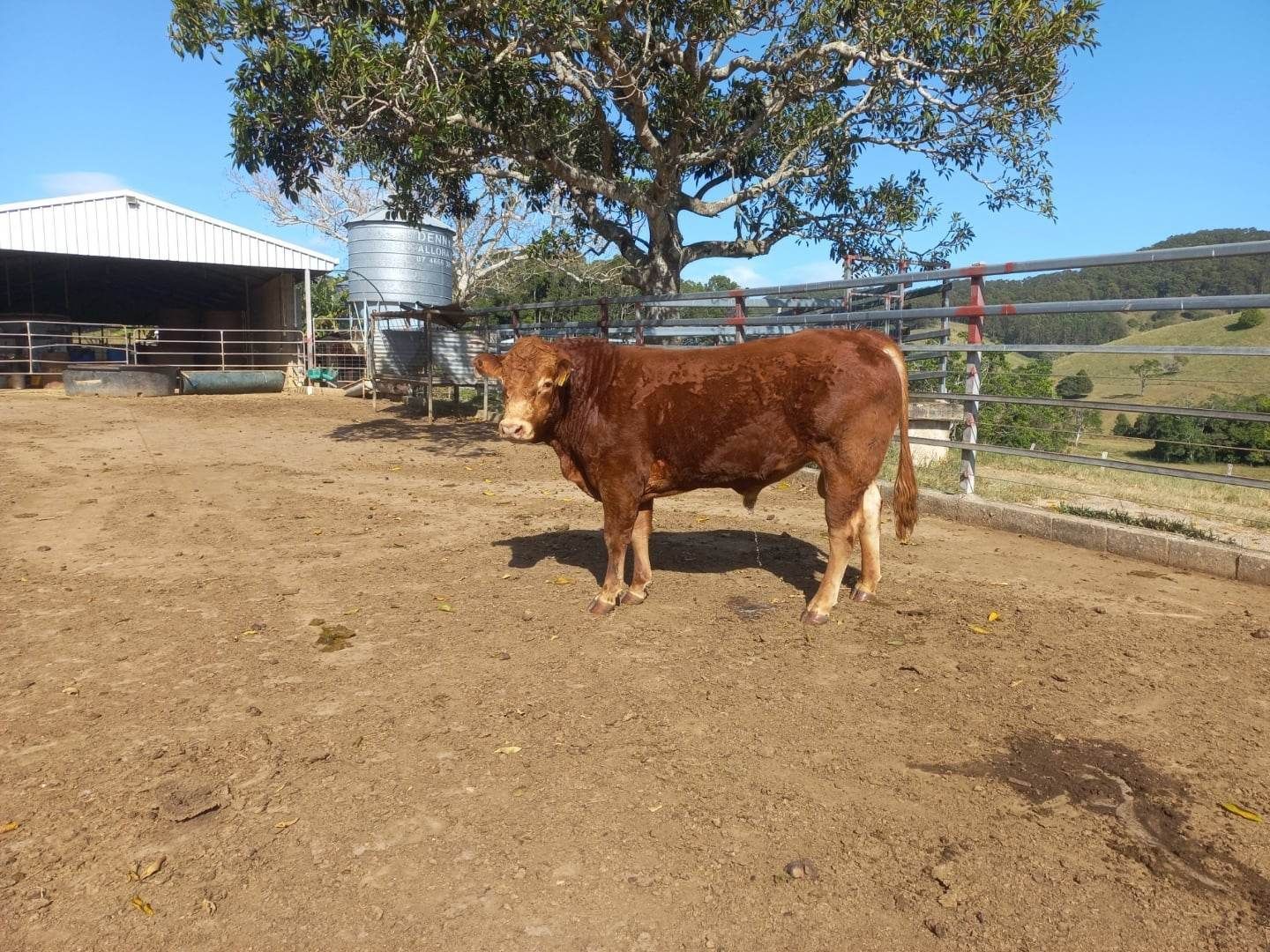 Paddock Sales | Sullivan Livestock and Rural Services