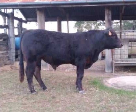 Paddock Sales | Sullivan Livestock and Rural Services