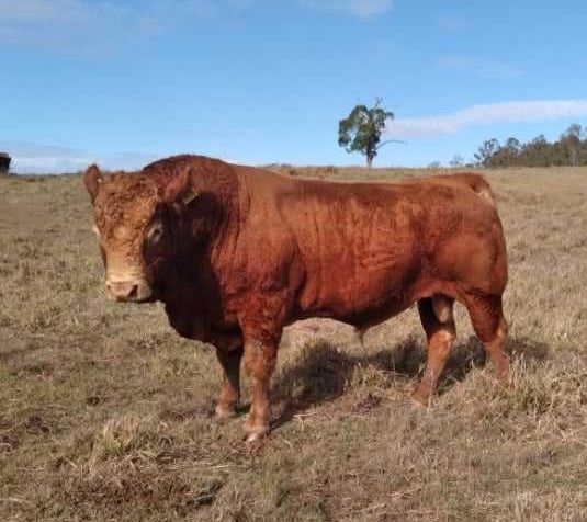 Paddock Sales | Sullivan Livestock and Rural Services