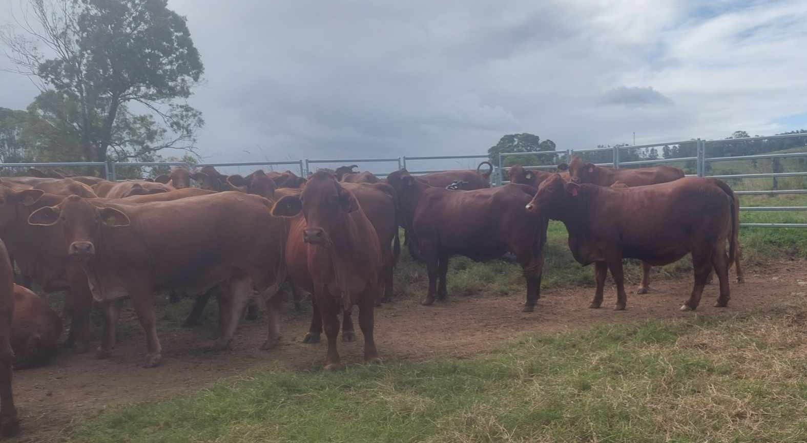 Upcoming Sales | Sullivan Livestock and Rural Services