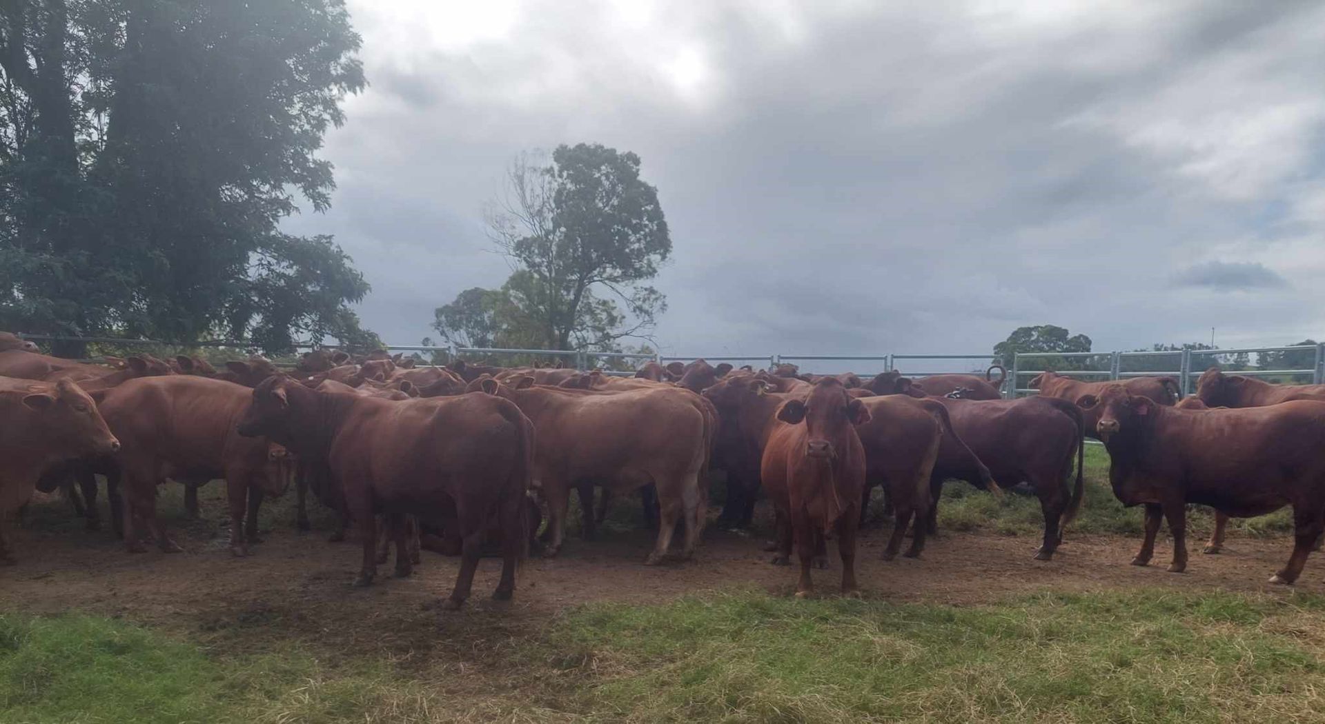 Upcoming Sales | Sullivan Livestock and Rural Services