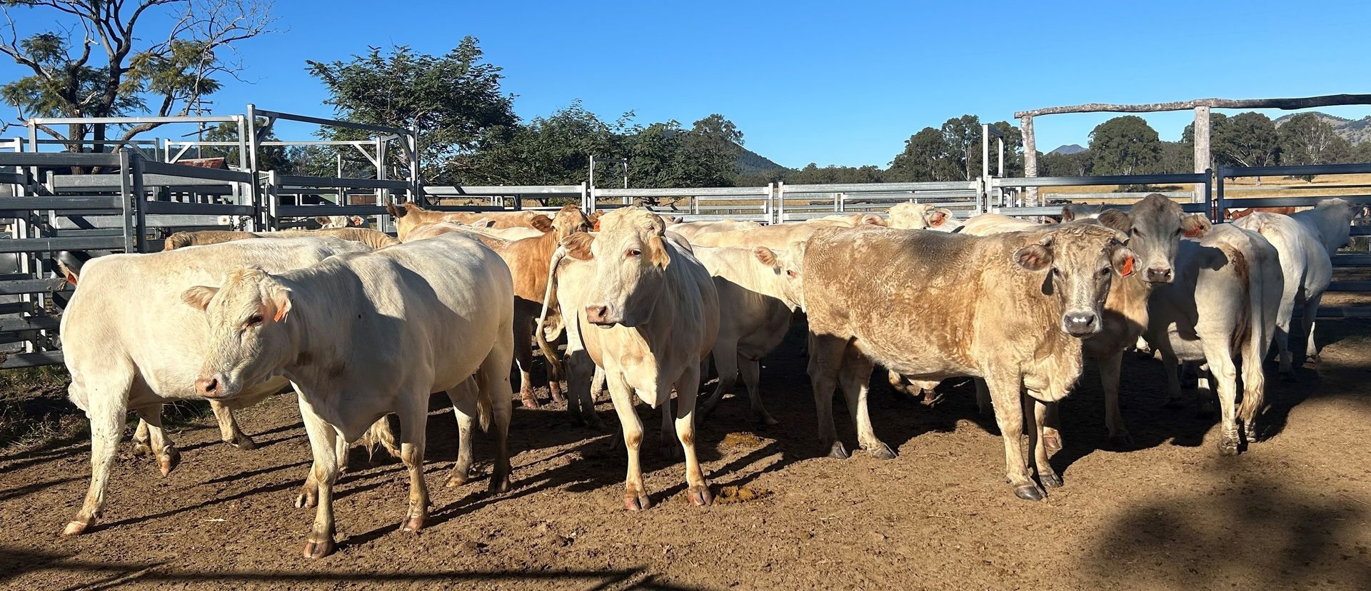Paddock Sales | Sullivan Livestock and Rural Services
