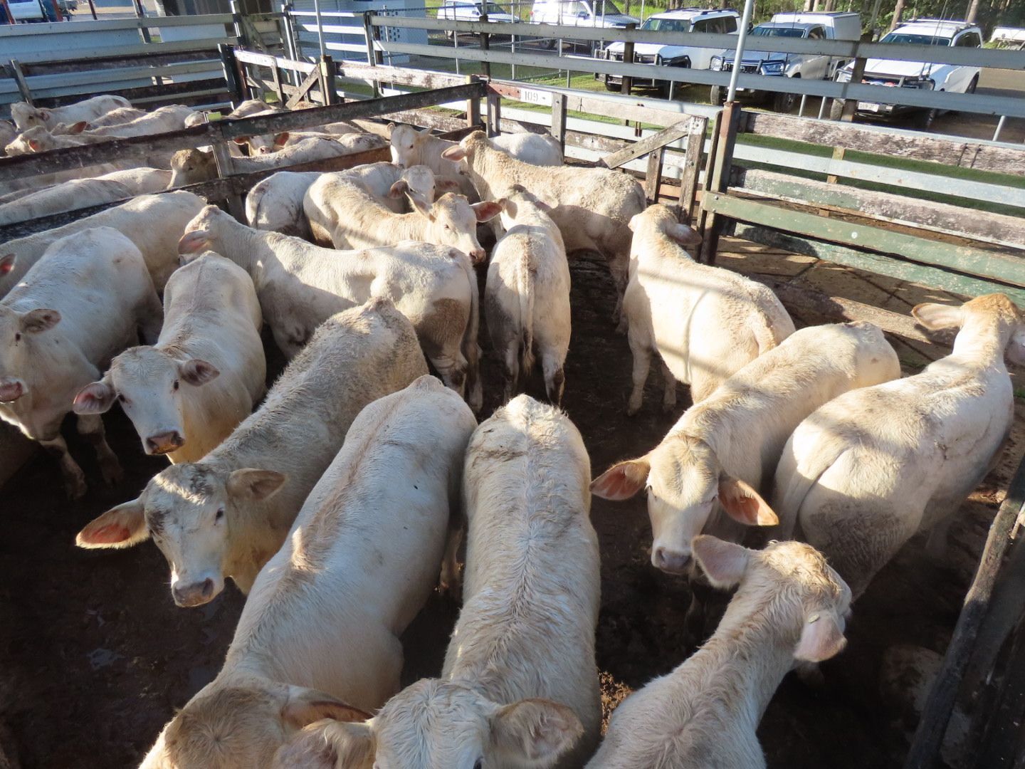 Market Reports & Industry News | Sullivan Livestock and Rural Services