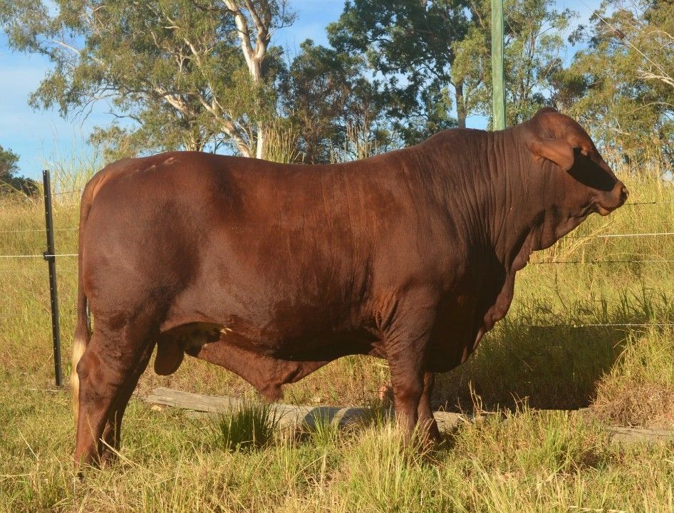 Paddock Sales | Sullivan Livestock and Rural Services