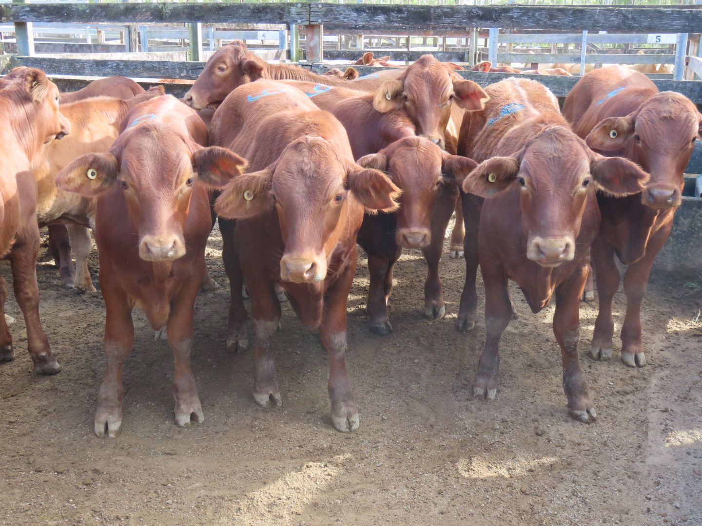 Market Reports & Industry News | Sullivan Livestock and Rural Services