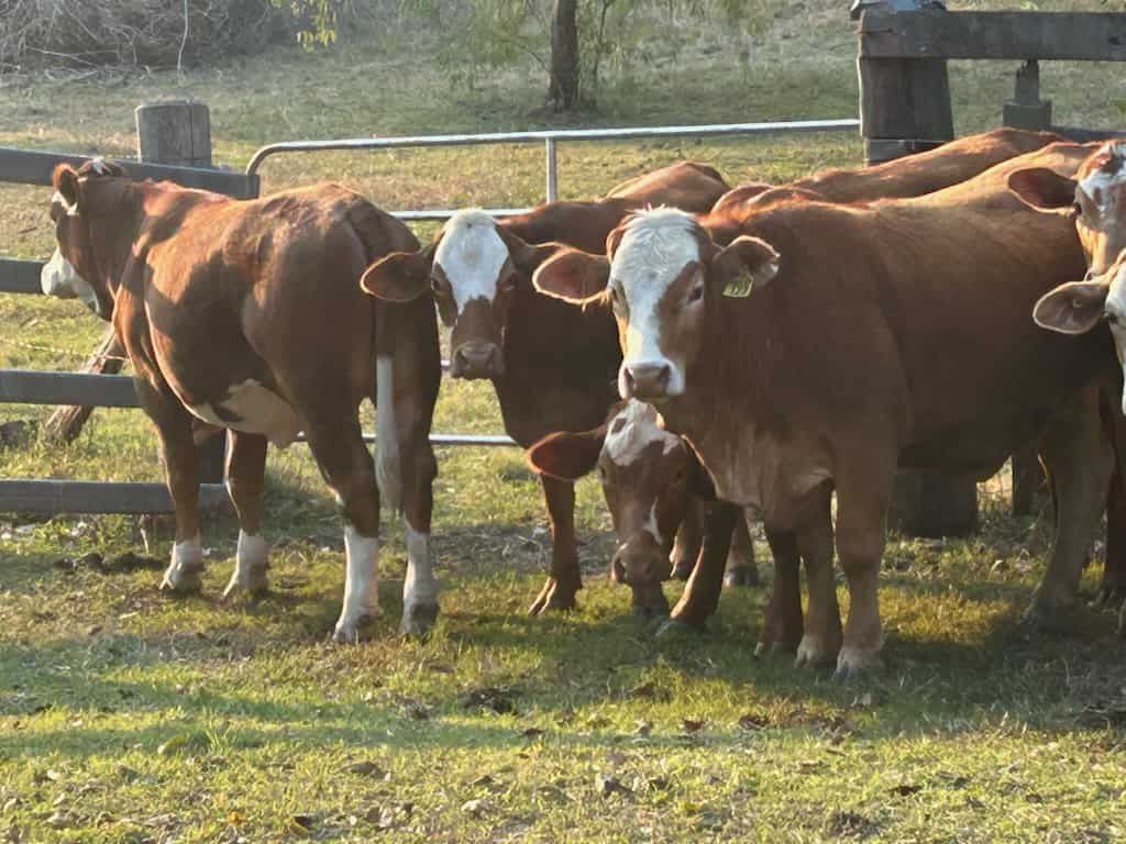 Upcoming Sales | Sullivan Livestock and Rural Services