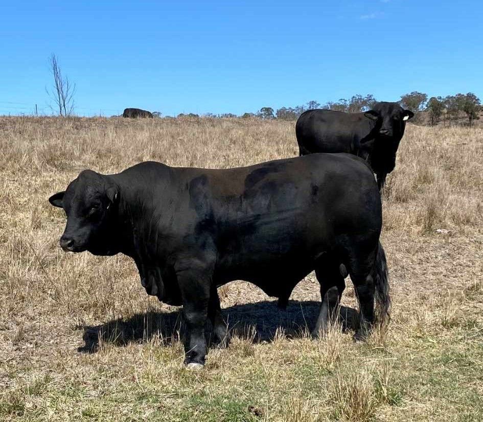 Paddock Sales | Sullivan Livestock and Rural Services