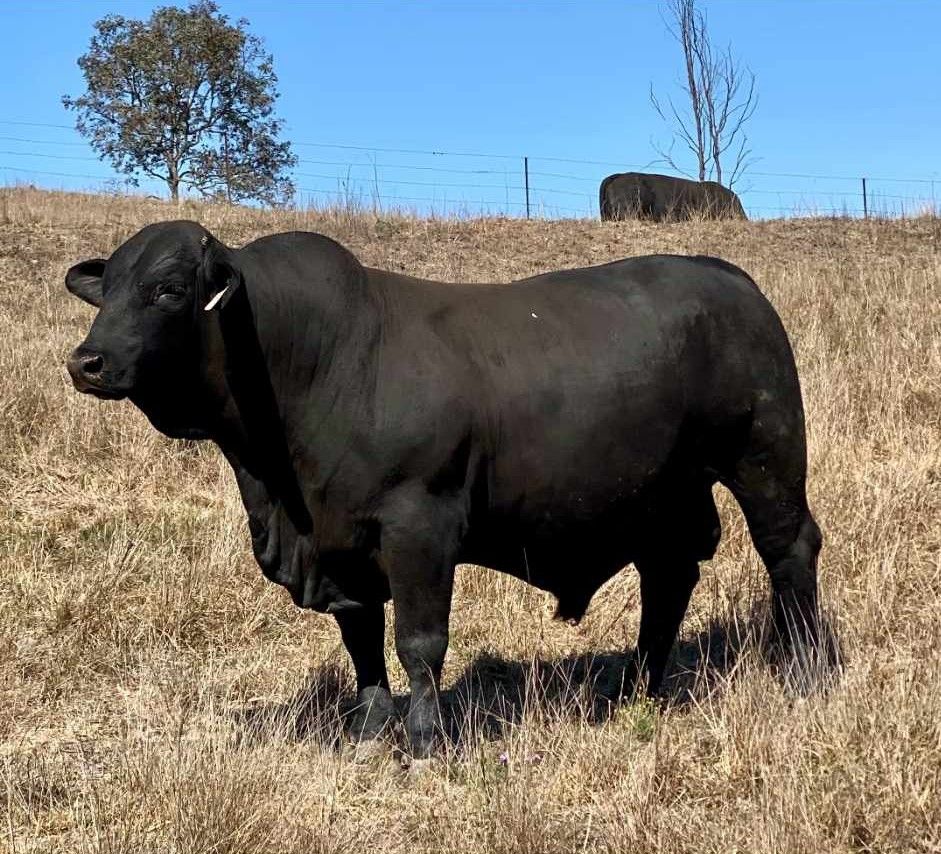 Paddock Sales | Sullivan Livestock and Rural Services