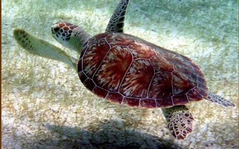 St. Thomas Snorkeling, Turtle, & Beach Adventure Half Day | Someday ...