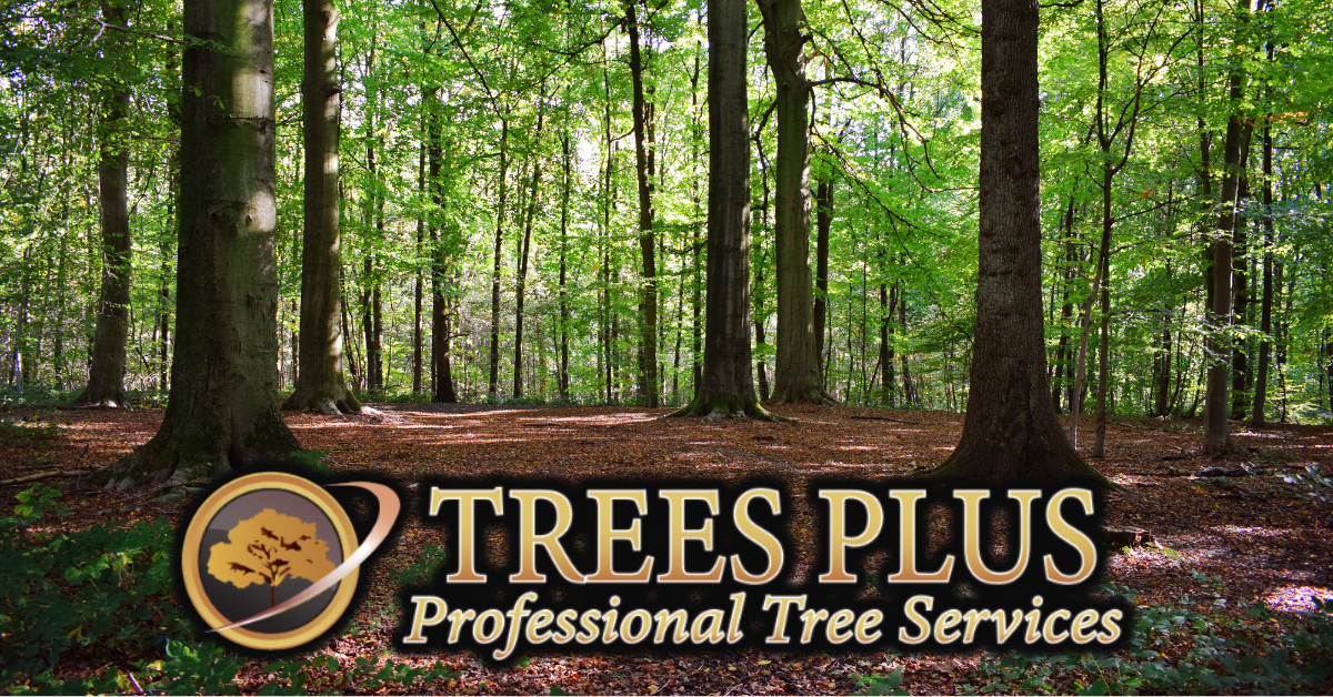 Trees Plus - Tree Service in Portage, IN serving NW Indiana