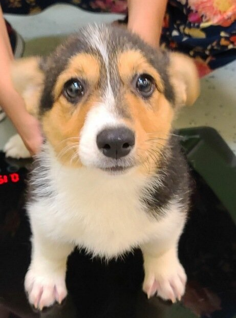 Buy a Puppy | Fort Myers, FL | Lil Rascals Puppies