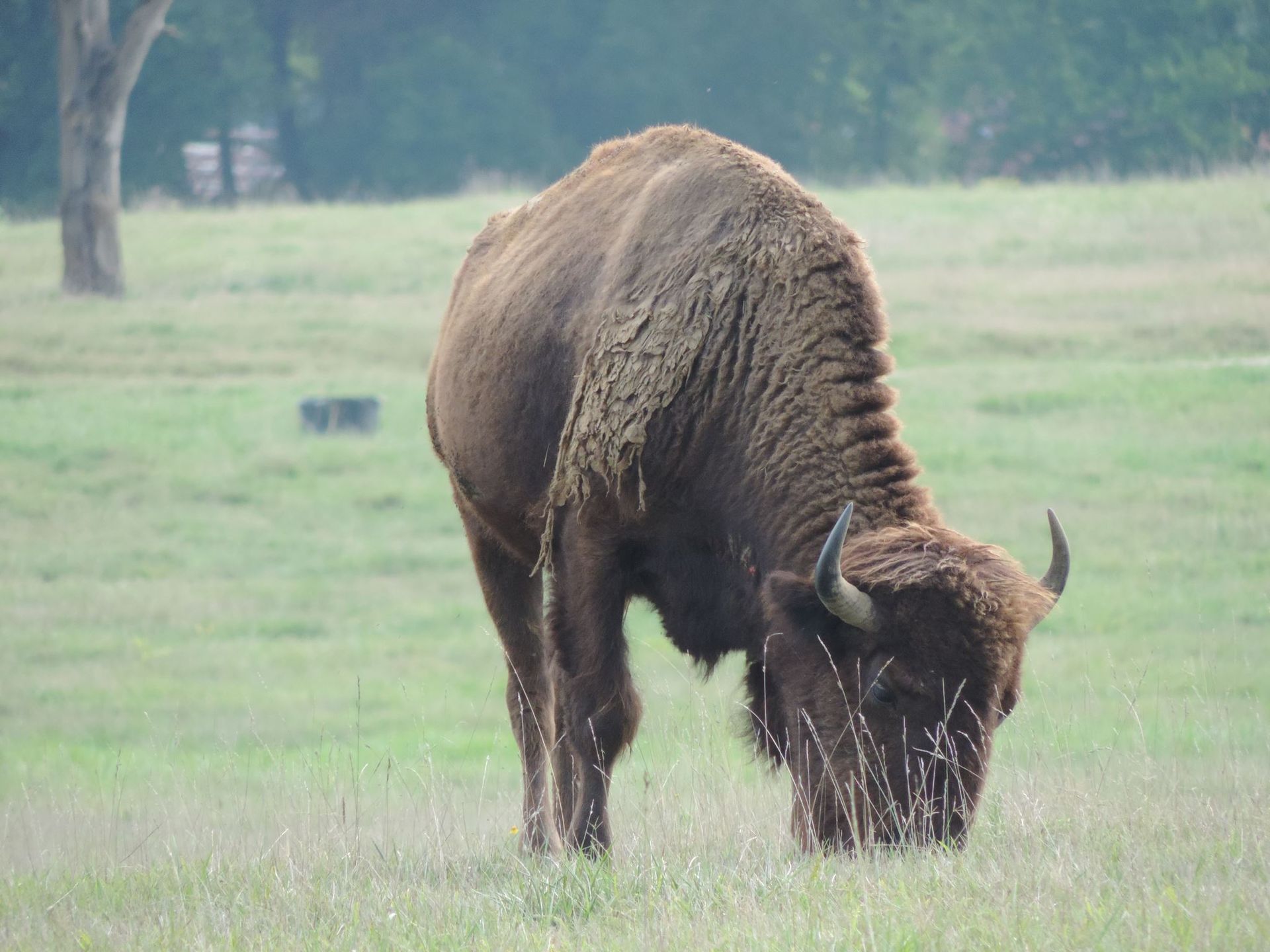 Zoo | Tupelo Buffalo Park | Since 2001 | Tupelo, MS