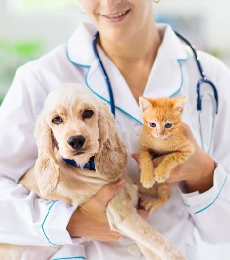Animal Clinic | Springfield, OR | Cascade Animal Clinic
