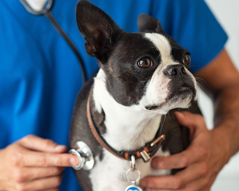 Emergency Services| Springfield, OR | Cascade Animal Clinic