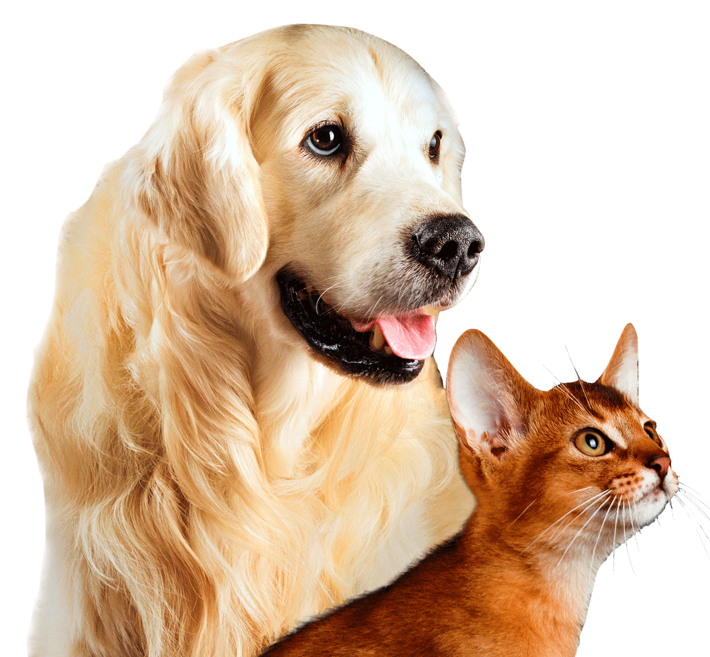 Animal Clinic | Springfield, OR | Cascade Animal Clinic