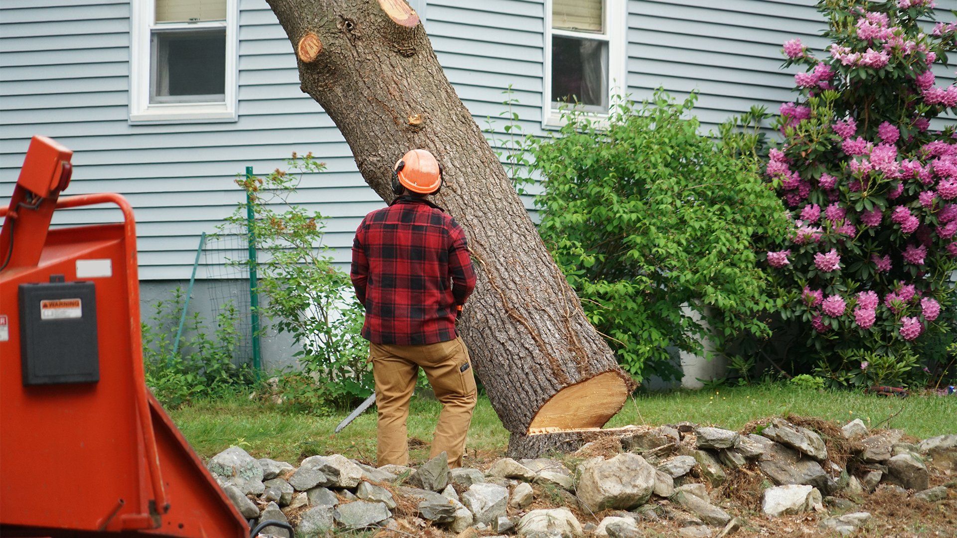 How To Get Council Approval To Remove A Tree In NSW