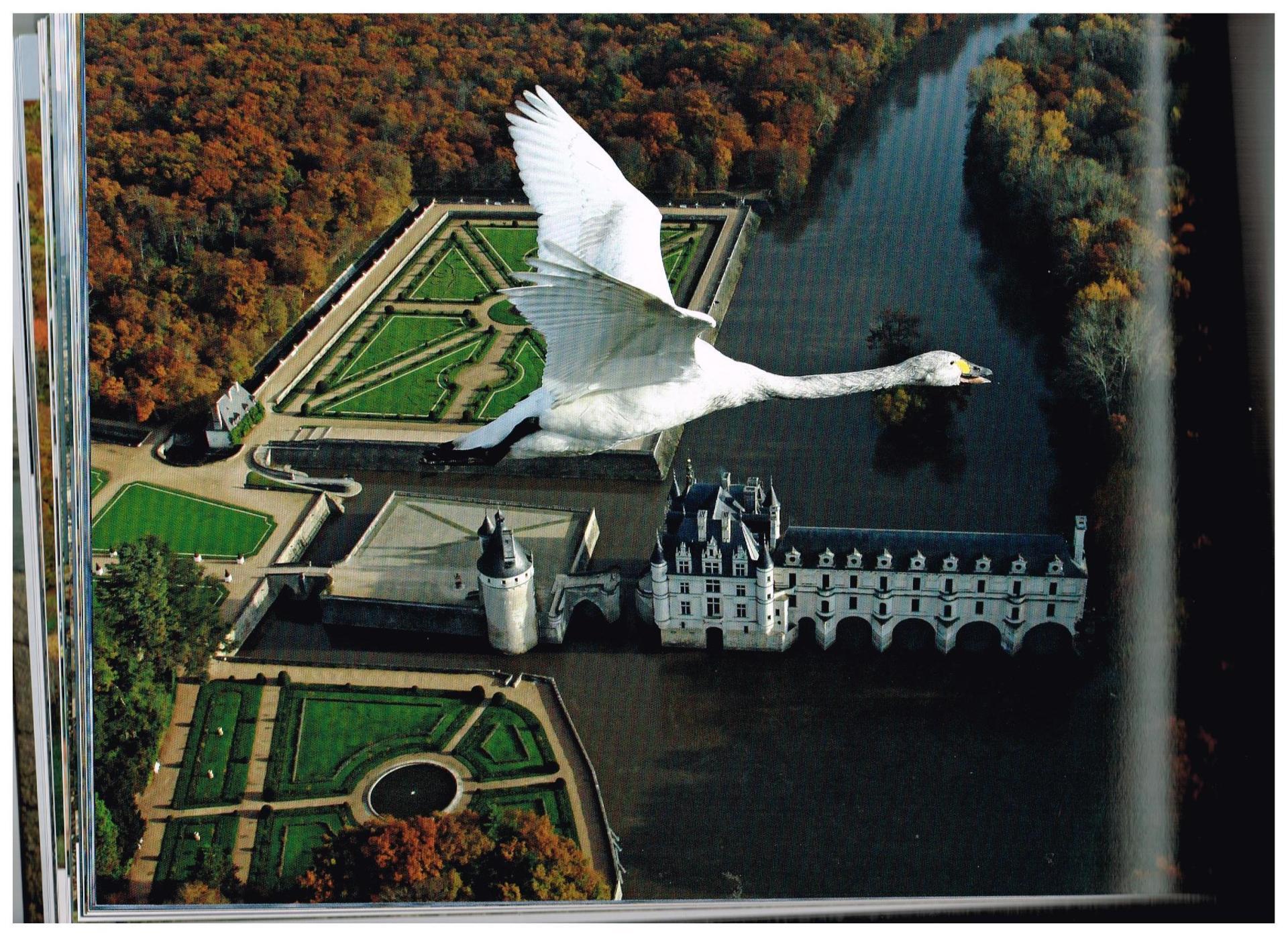 The human swan calls on EU to ban lead ammunition in wetlands