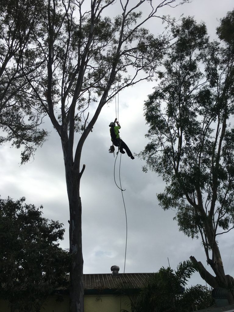 Tree Trimming in Hervey Bay | Active Tree Fellas