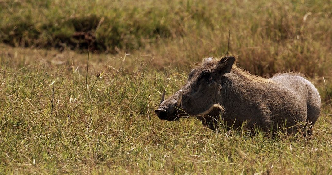 Experience the Wild: Bundox Explorer Camp - Your Ultimate Tented Safari ...