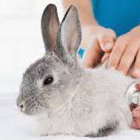 Calicivirus in Pet Rabbits