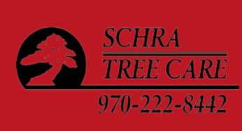 Tree Experts | Loveland Colorado