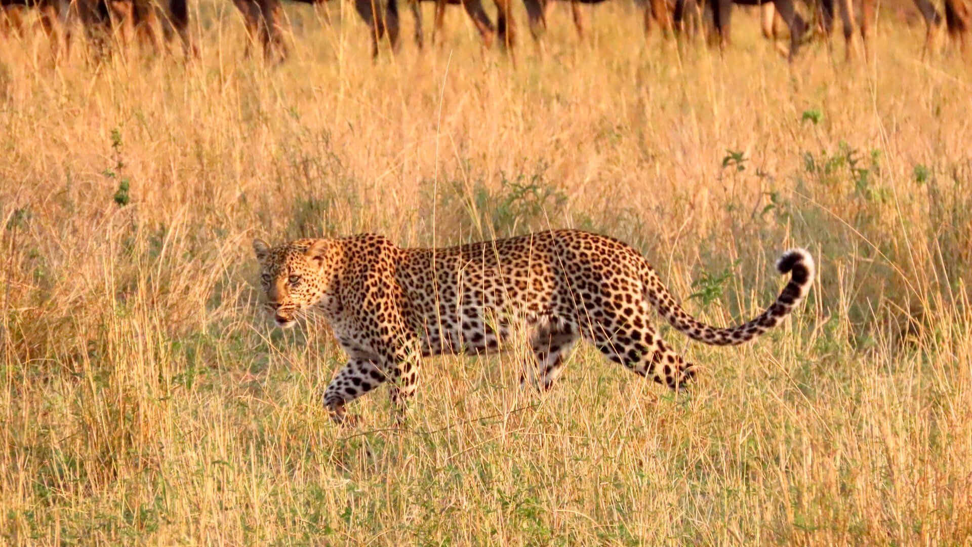 Kenya Southern Circuit - Predators Safari Club