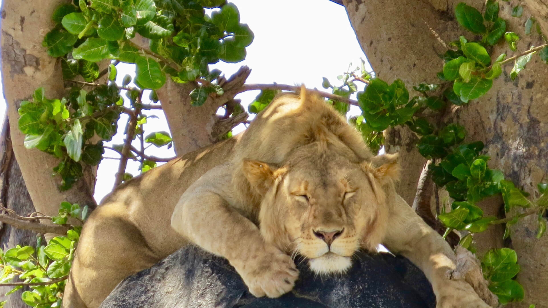 Best of Tanzania Safari - Predators Safari Club