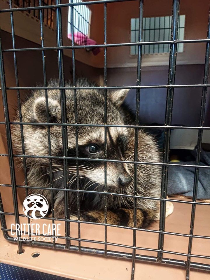 Racoons injured in traps. Critter Care Update.