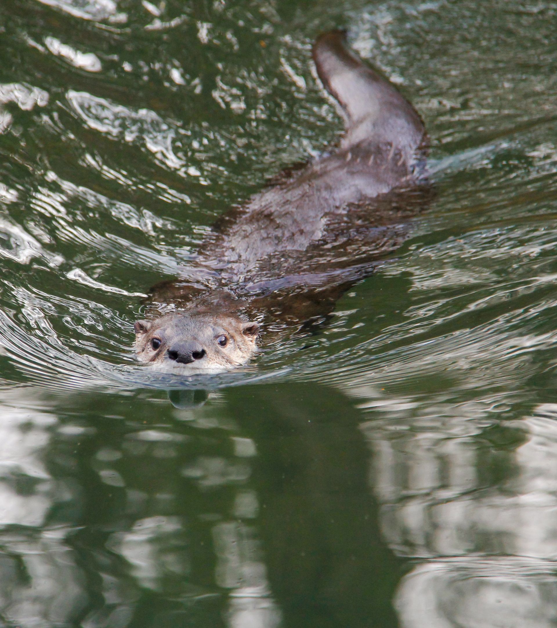 Otter Guide: Where Do They Live and How to Identify Them