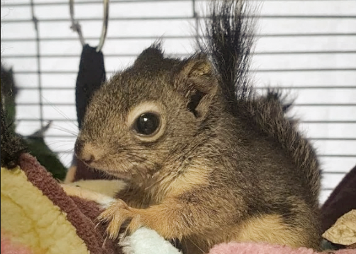 Rescue Stories: Red and Douglas Squirrels