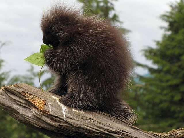 Getting to know the North American Porcupine, aka quill pig