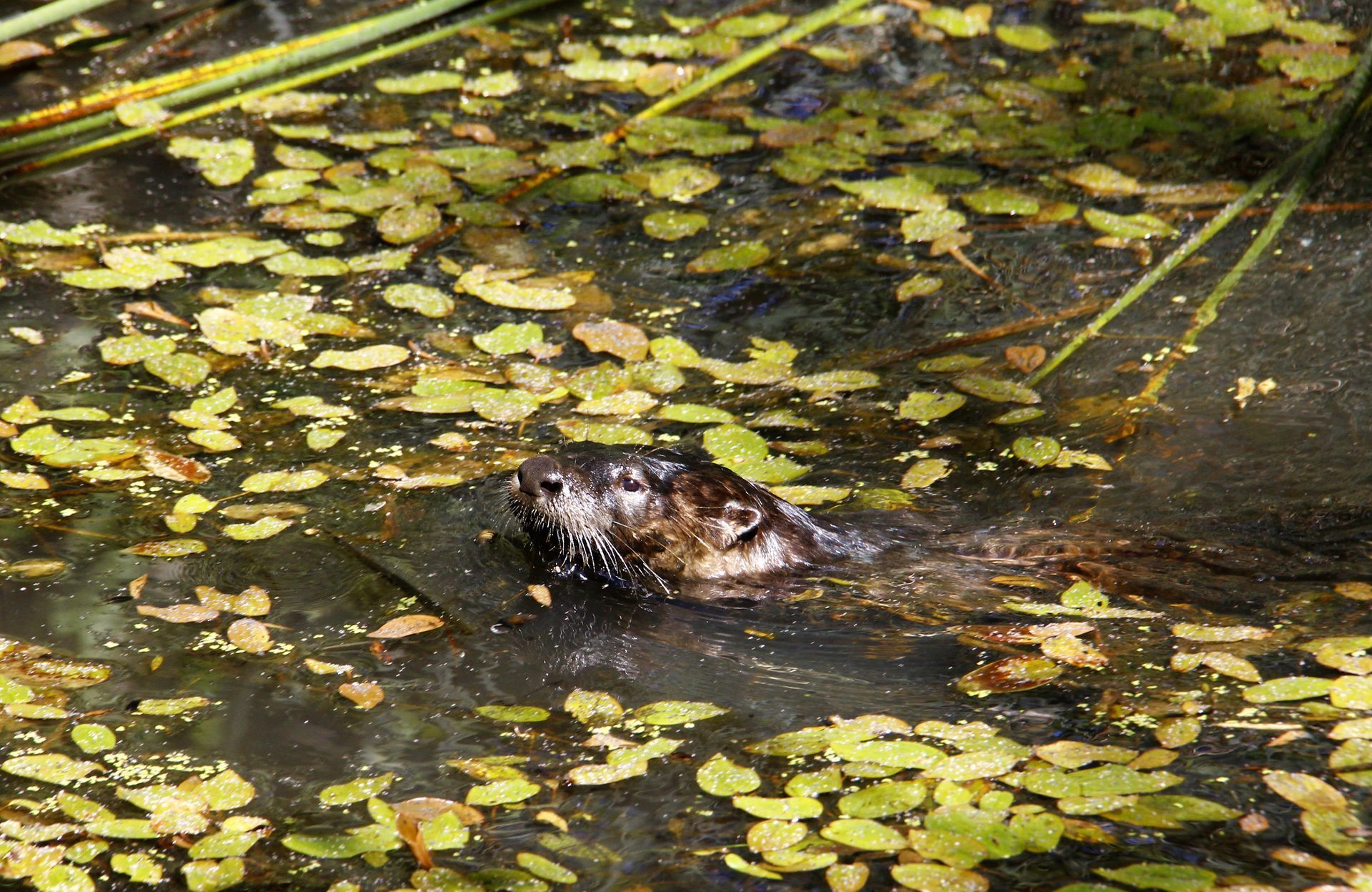 Otter Guide: Where Do They Live and How to Identify Them