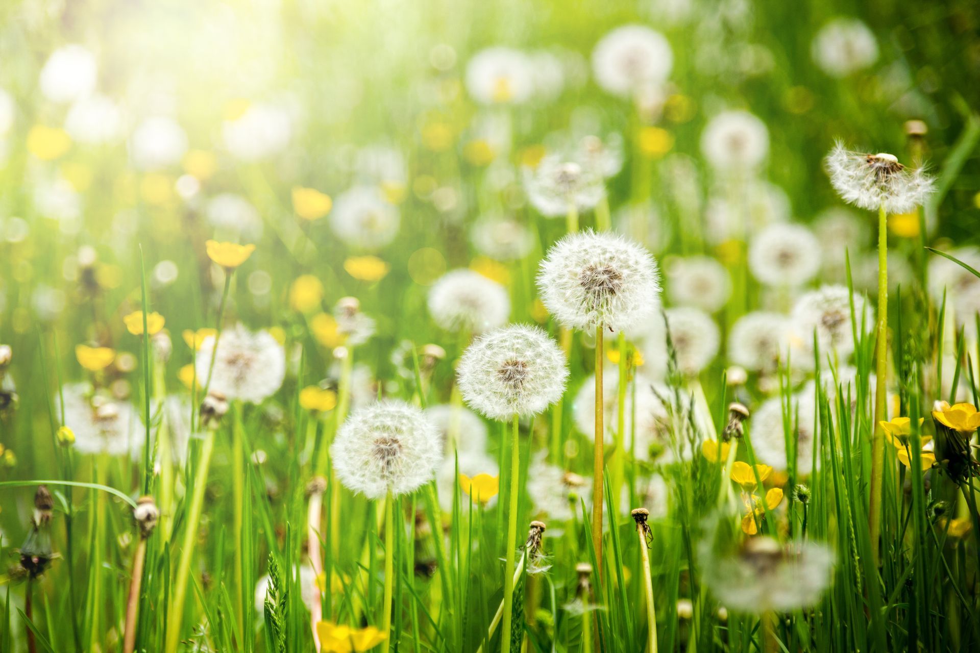 Turf Magic - Expert Weed Control Specialist