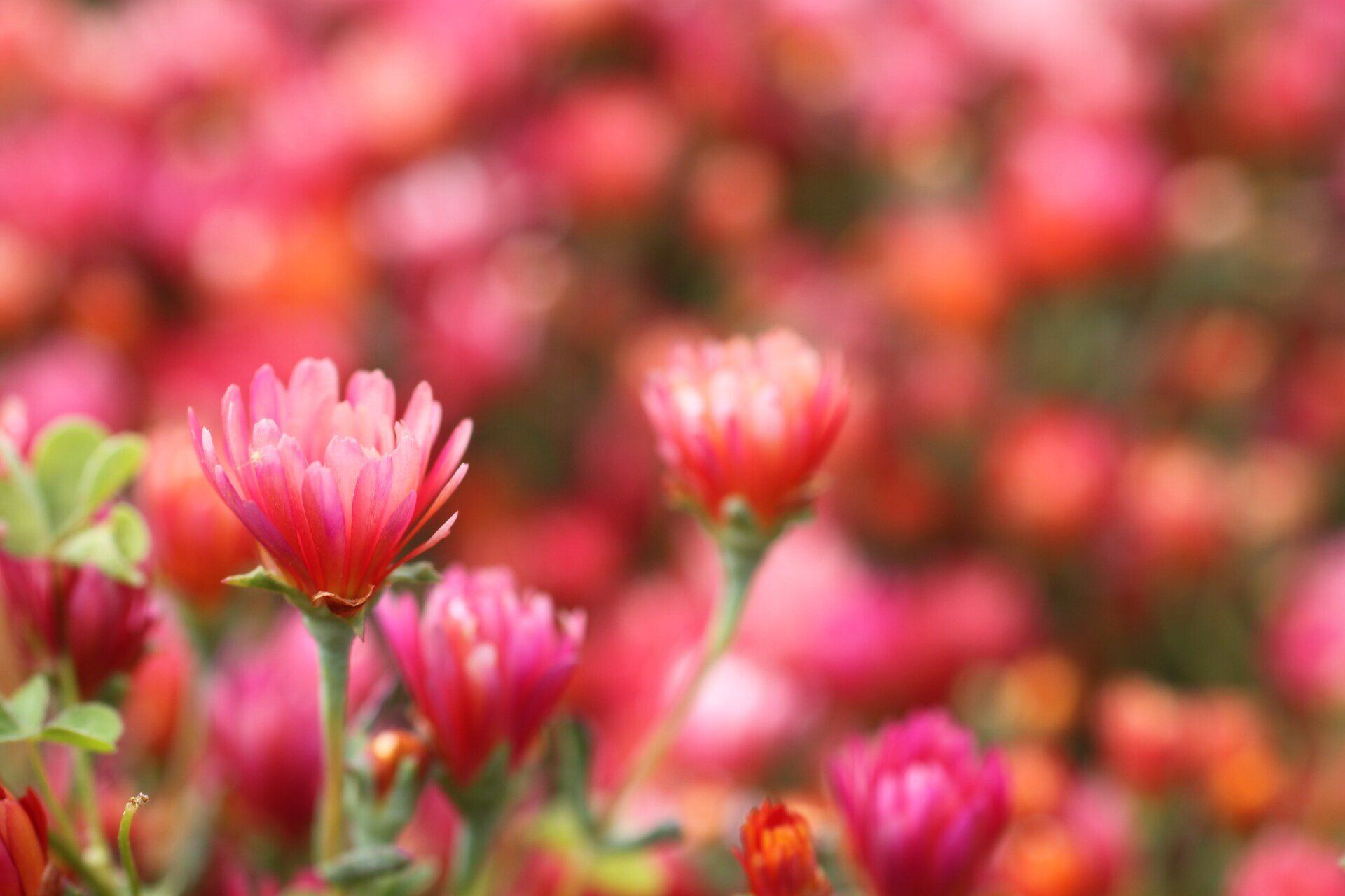 Financial Services | SVS Management | Yarra Glen, VIC