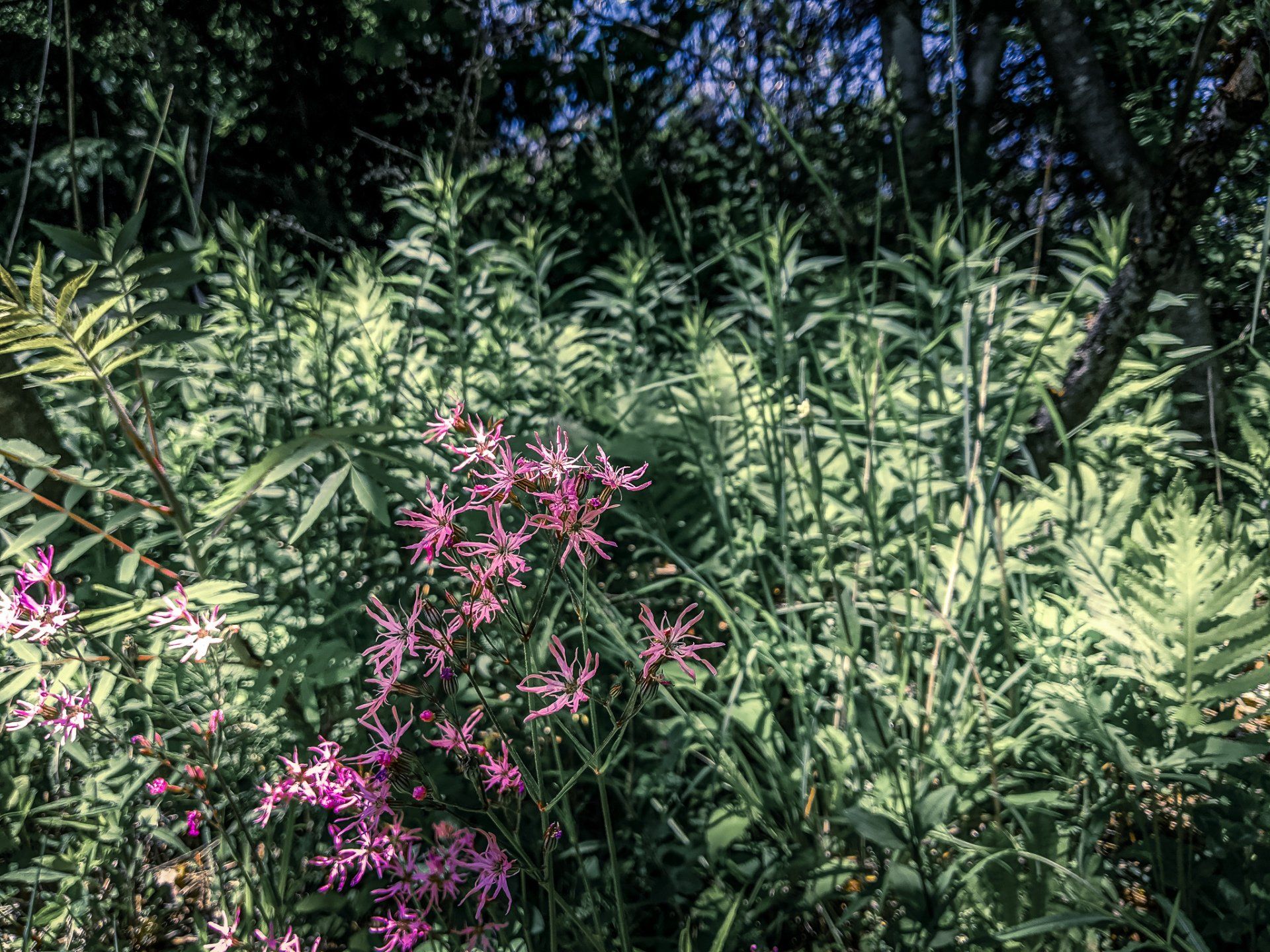 Mental Health Treatment | Québec | Dunham House