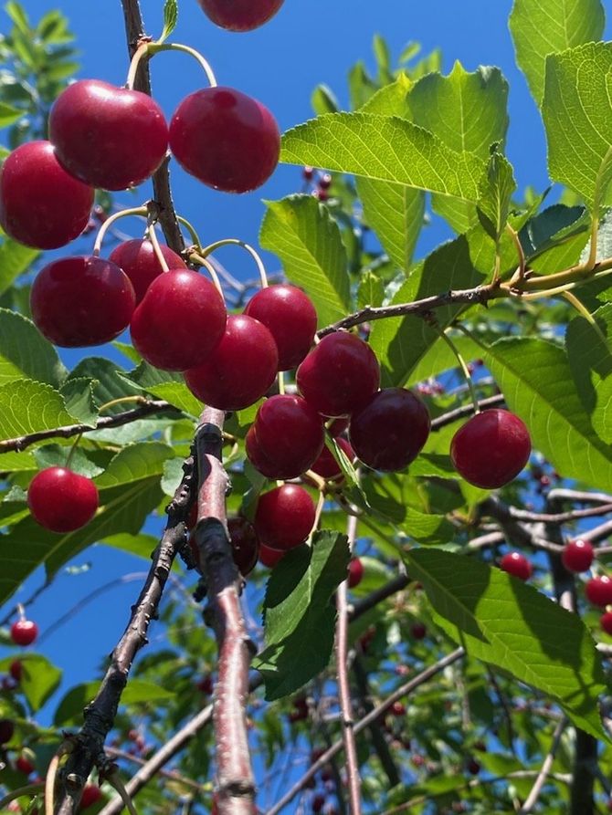 Rennie Orchards farm activites summary and location