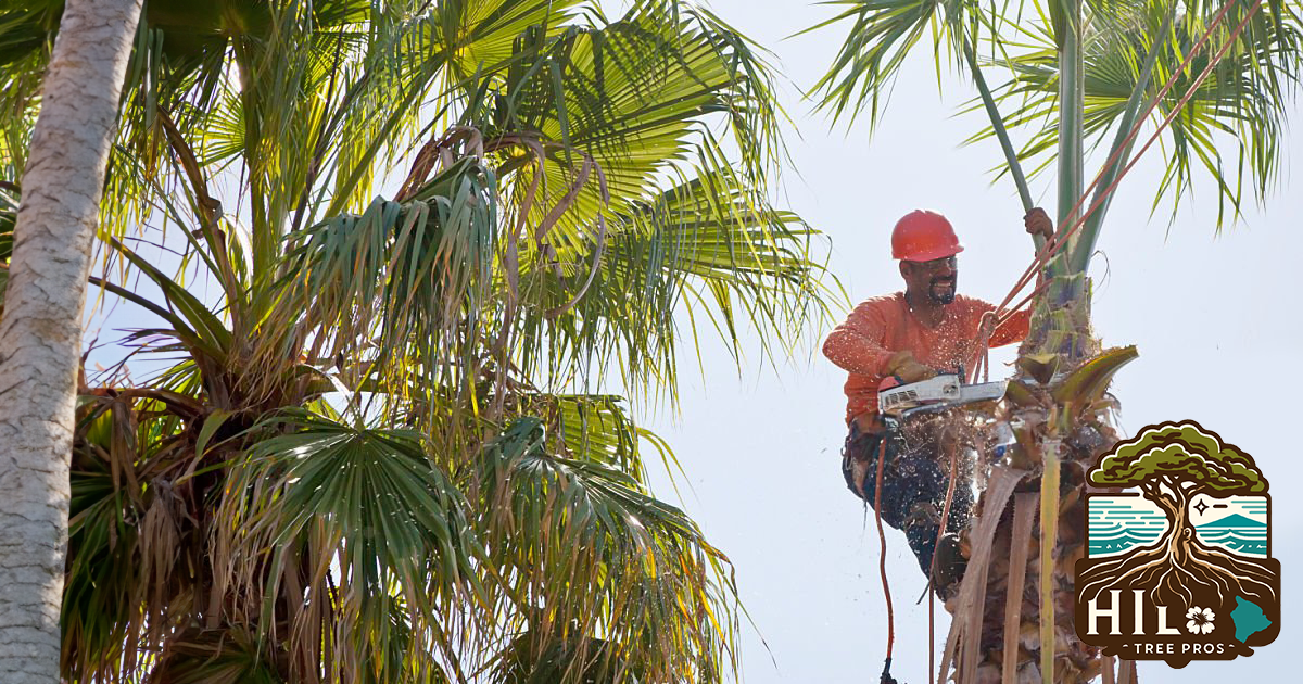 Tree Company | Tree Specialist | Hilo, HI