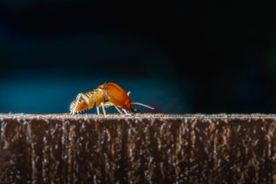 Termite Control | Westchester, NY | Regal Pest Management