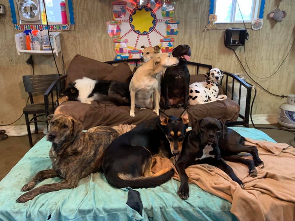 Animal Care Services | Fort Mill, SC | Wags and Whiskers Stay and Play