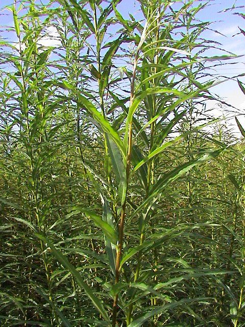 Willow Varieties | Yorkshire Willow