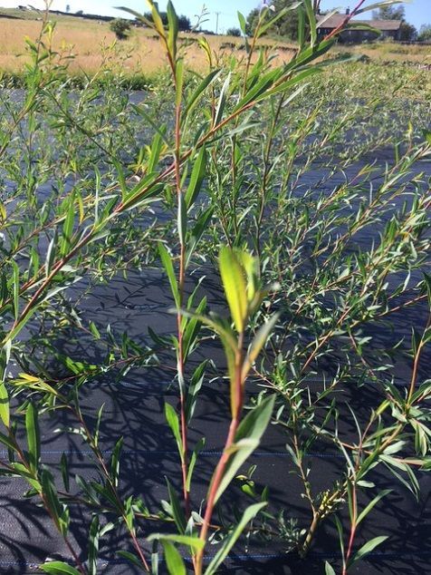 Willow Varieties | Yorkshire Willow