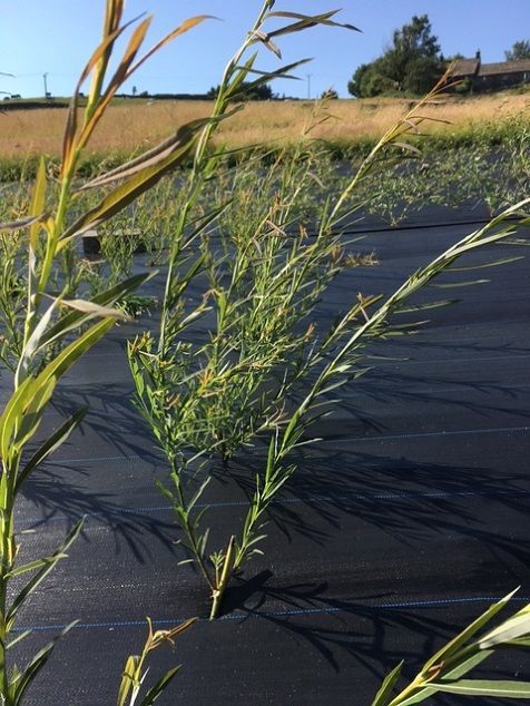 Willow Varieties | Yorkshire Willow