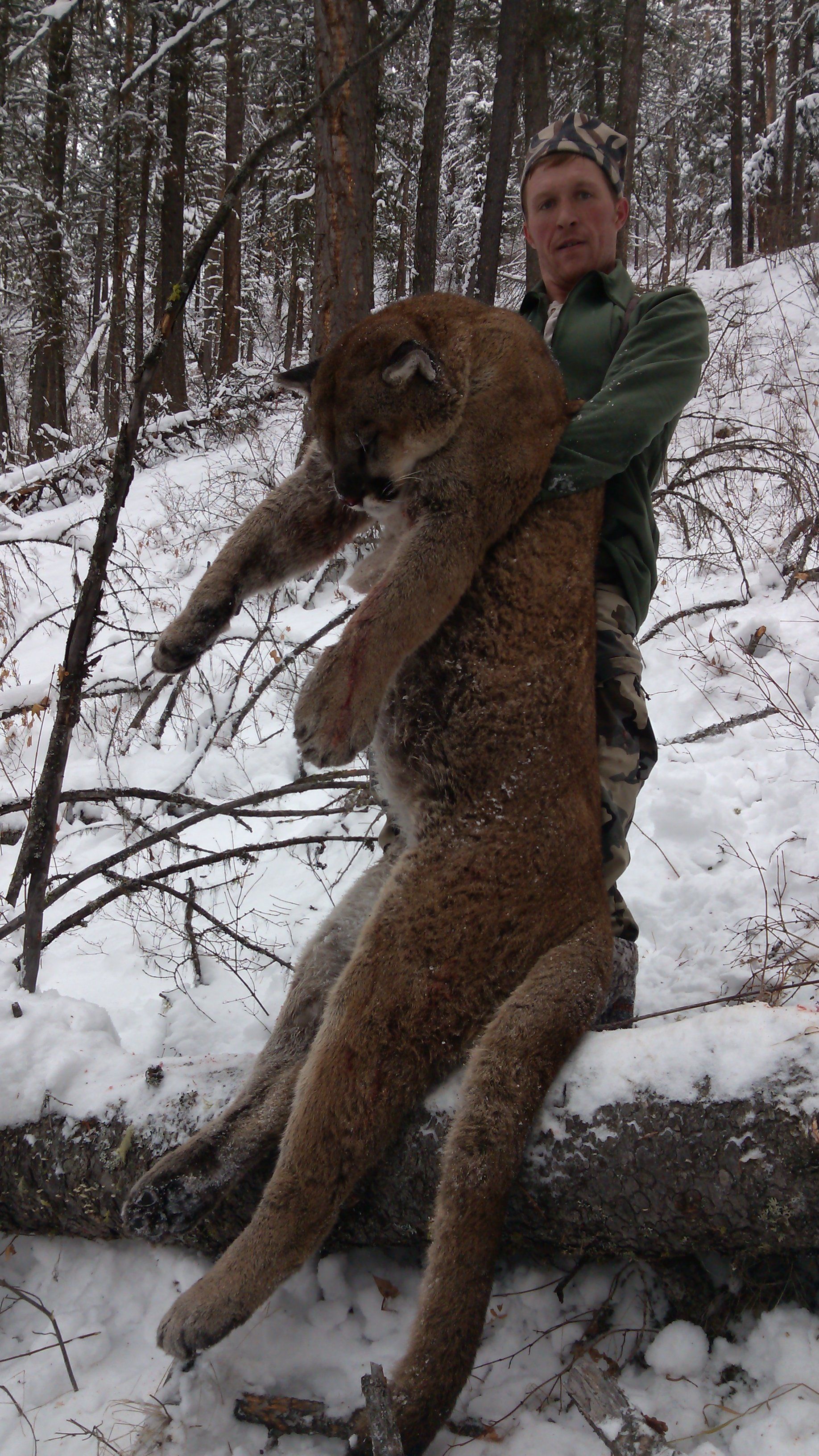 Montana Mountain Lion hunting, Montana Mountain Lion Hunt