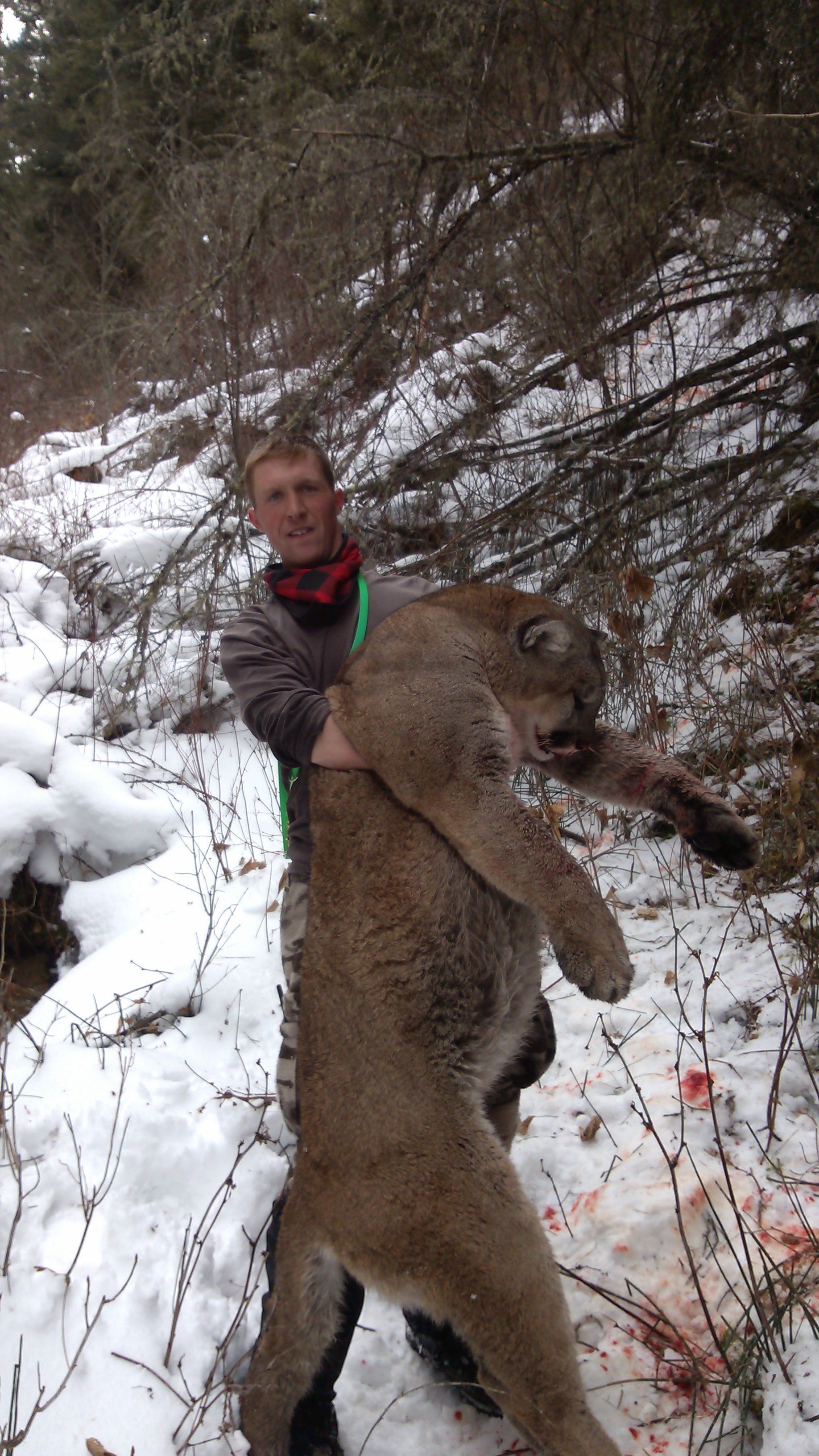 Montana Mountain Lion hunting, Montana Mountain Lion Hunt